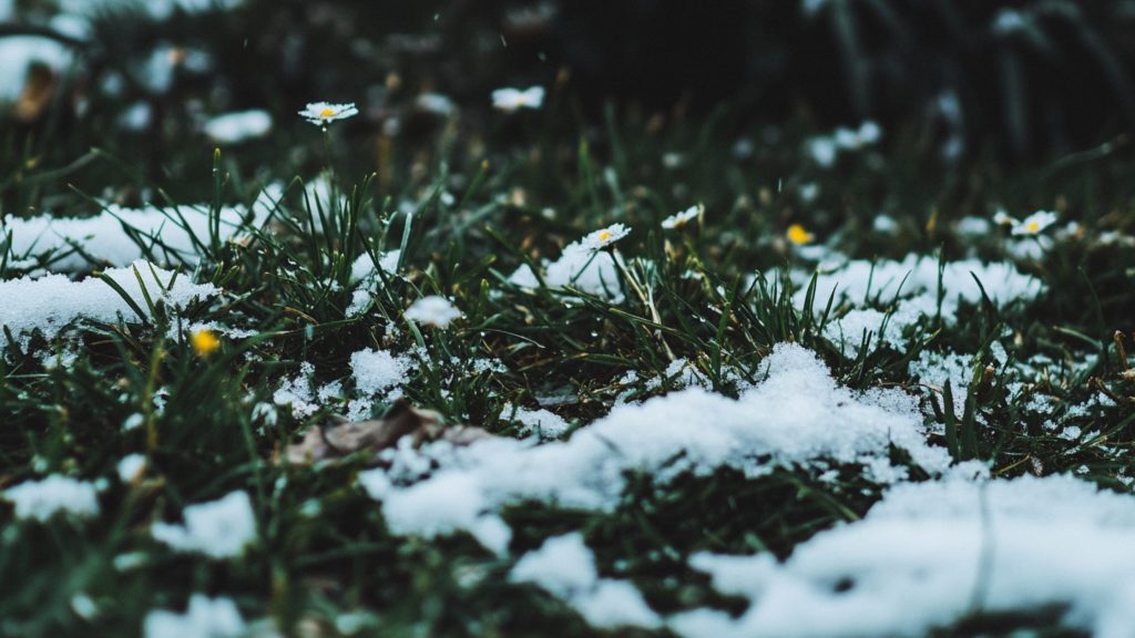 14 Winter Lawn Care Tips | How to Care for a Lawn in Winter